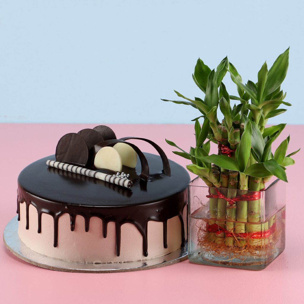 2 Layer Bamboo & Eggless Chocolate Cake – Zestta Delight
