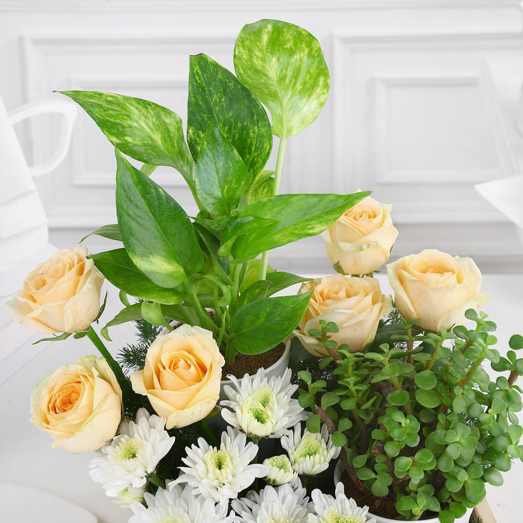 Green Babies N Floral Beauties Gift Tray – Zestta Delight
