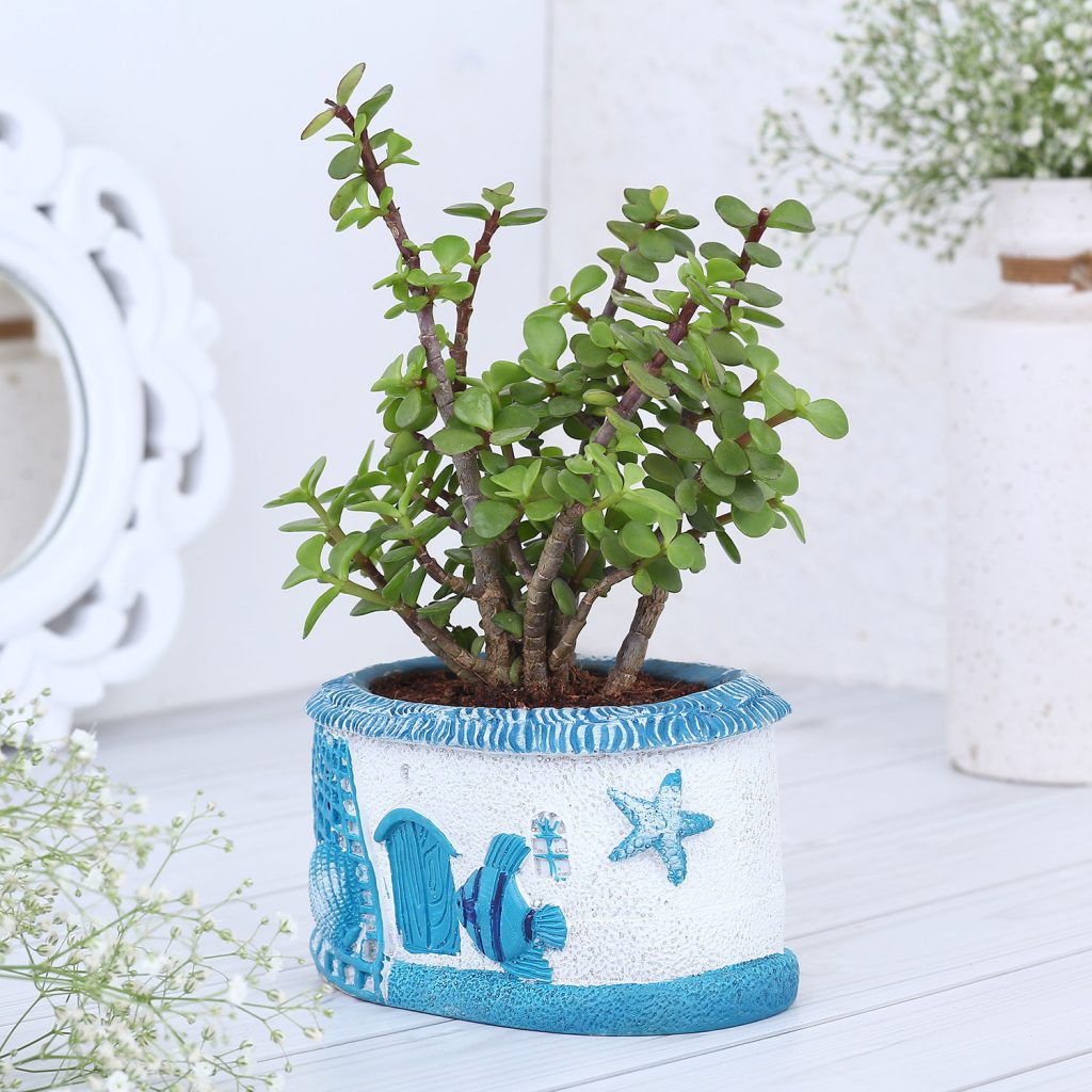 Jade Plant In Sea House Planter Hand Delivery – Zestta Delight