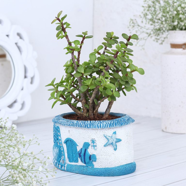 Jade Plant In Sea House Planter Hand Delivery – Zestta Delight