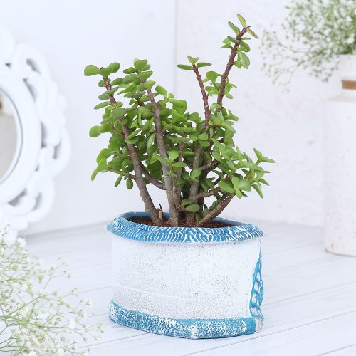 Jade Plant In Sea House Planter Hand Delivery – Zestta Delight