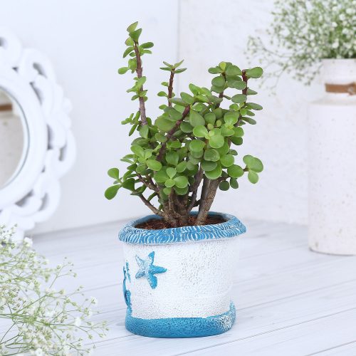 Jade Plant In Sea House Planter Hand Delivery – Zestta Delight
